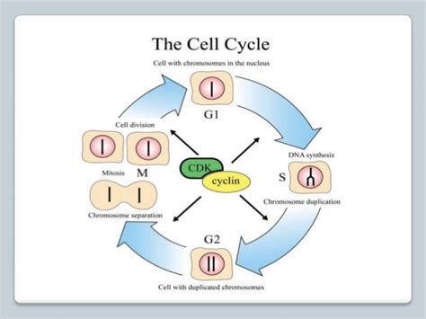 Regulation Of Cell Cycle And Cell Division