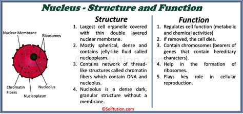 The Nucleus