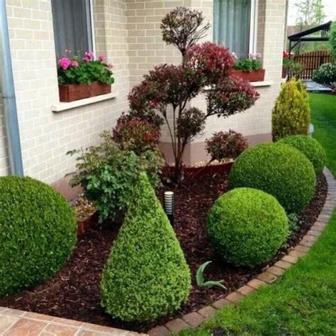 Хвойные растения для сада виды и сорта с фото названиями и описанием особенностей применения