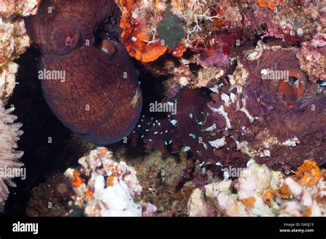 Reef Octopus Pacific Mating Hi Res Stock Photography And Images Alamy