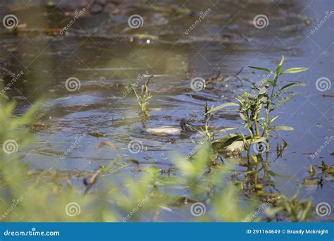 Eastern Mud Turtle Stock Image Image Of Living Backdrop 291164649