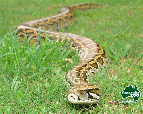 Burmese Python Wallpaper WallpaperSafari