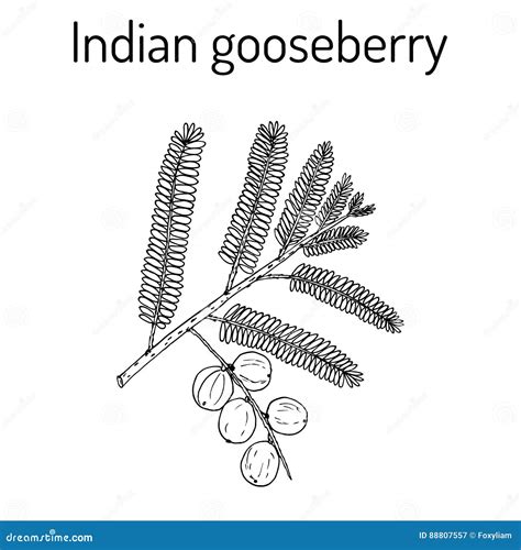Indian Gooseberry Phyllanthus Emblica Or Emblic Myrobalan Robalan