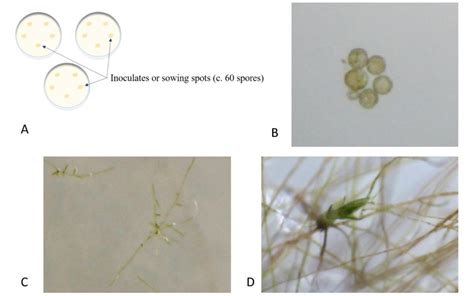 A Illustration Of The Nested Design For All Three Treatments With