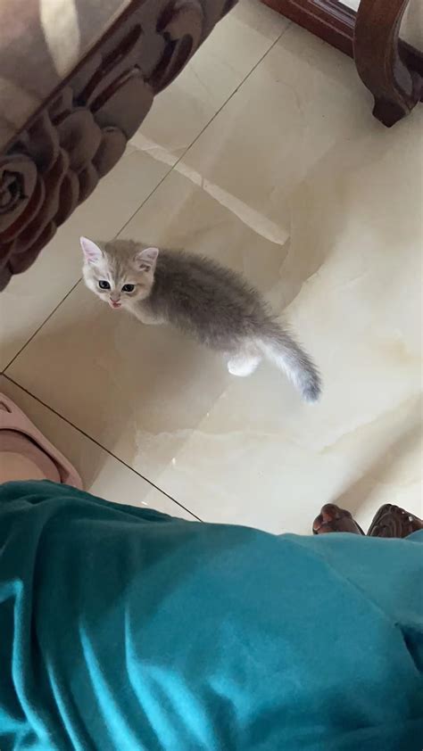 养猫注意事项心得分享全程干货 知乎