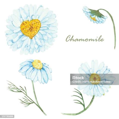 흰색 배경에 고립 된 녹색 가지 컬렉션에 흰색 꽃 카모마일과 노란색 중앙 꽃으로 설정 된 수채화 손 페인트 자연 꽃 식물 디자인 요소에 대한 텍스트와 함께 0명에 대한 스톡