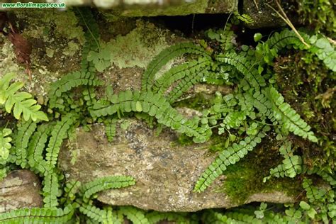 Asplenium Trichomanes Picture 5 Of 36