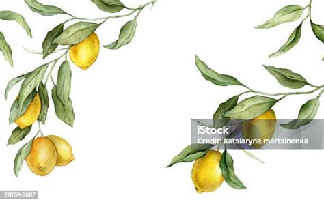 레몬 과일 직사각형 프레임 손으로 그린 수채화 그림 와 테두리 와 감귤류 가지 와 백색 고립된 배경에 열대 과일 레몬으로 그리기 식품 라벨 또는 카드 디자인 감귤류 과일에