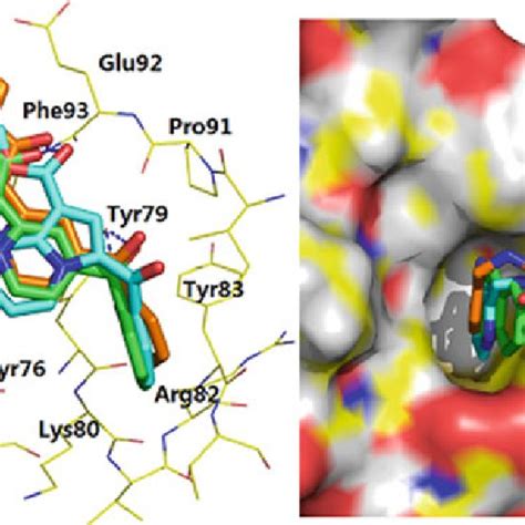 Superimposition Of Binding Modes Of Compounds 1 2a And 3a Docked Into Download Scientific