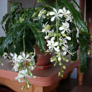 Комнатный цветок клеродендрум: фото сортов и видов, уход за растением в ...