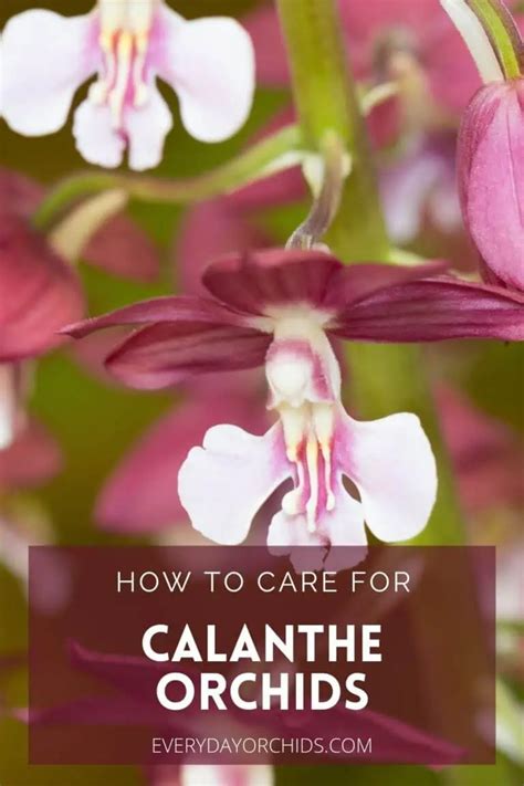 Calanthe Orchid Care Everything You Need To Know Everyday Orchids