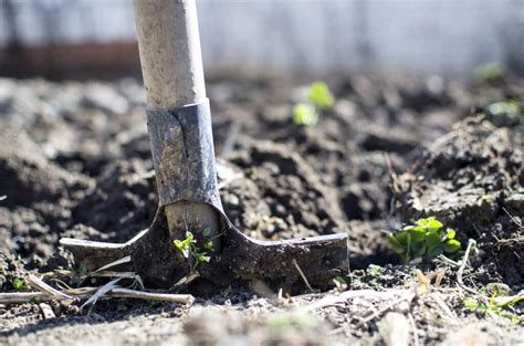 How To Improve Your Clay Soil Organically By Compost Mulch And Cover Crop