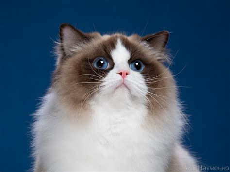 Наши кошки породы рэгдолл Кошки породы рэгдолл в Москве
