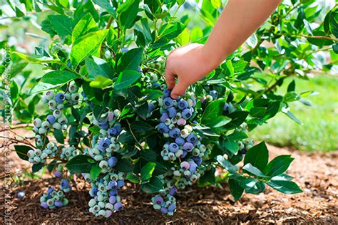 Голубика садовая: посадка и уход, выращивание в саду, сорта с описанием