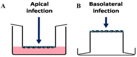 Representation Of The Transwell Insert Setup During The Open I