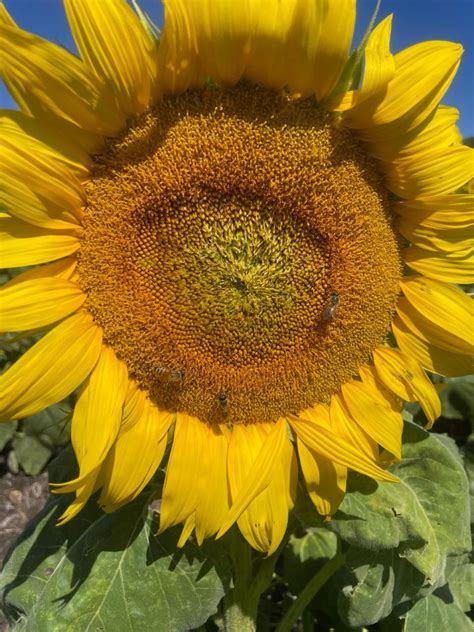 Queenslander Life Facebook