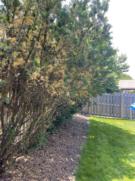 pine tree issue r gardening