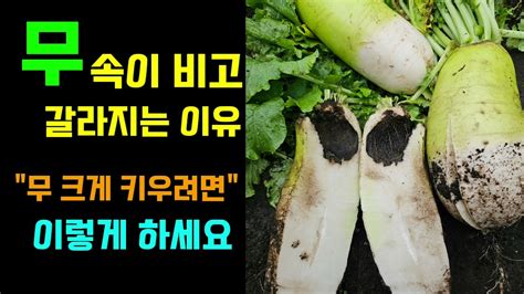 무우 속이 비고 갈라지는 이유 이것 두가지만 알면 간단히 해결됩니다 잦은비에 웃자라고 작은 무 크게 키우는 방법 무키우기