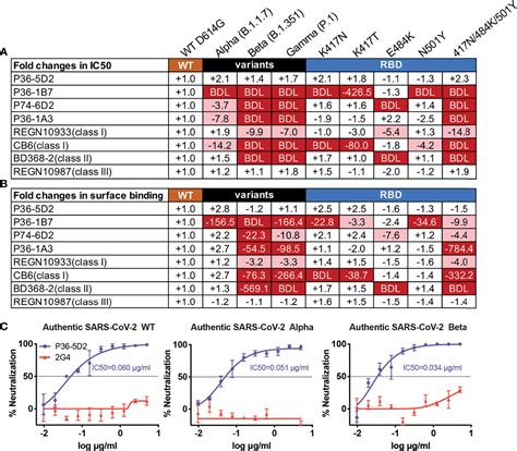 Frontiers A Potent And Protective Human Neutralizing Antibody Against Sars Cov 2 Variants