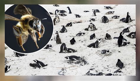 សត្វ ភេ ន ឃ្វី ន ជិត ផុត ពូជ ជាង ៦០ ក្បាល នៅ អាហ្វ្រិក ខាងត្បូង ត្រូវ ហ្វូង ឃ្មុំ ទិច សម្លា ប់