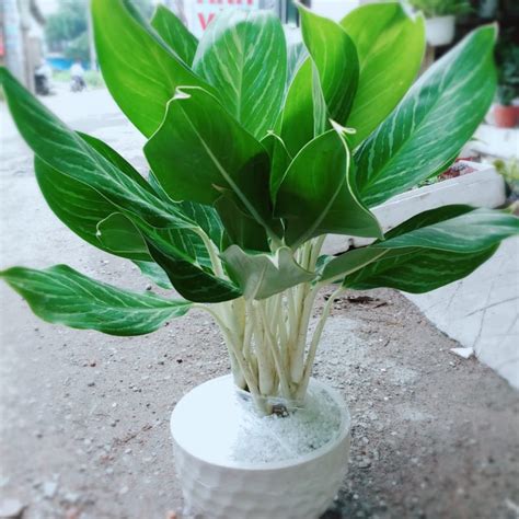 Rất Hay Top 37 Cây Cảnh để Trong Phòng Làm Việc Giúp Rước Tài Lộc