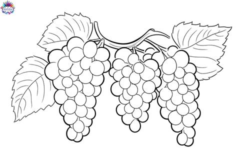Uva Para Colorir Vários Lindos Desenhos Para Imprimir E Pintar
