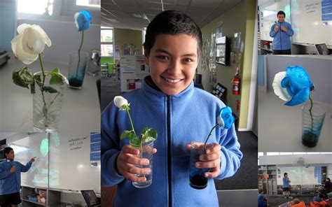 Learning Hub 3 2013 Stonefields Babe June 2011