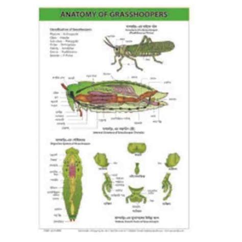 Anatomy Of A Grasshopper