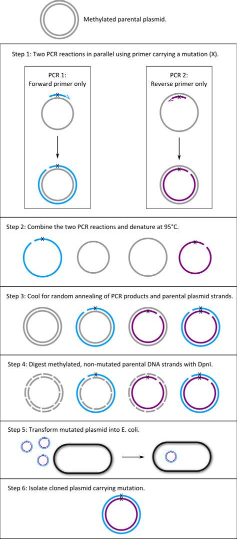 Flow Chart Of The Single Primer Site Directed Mutagenesis Method The Download Scientific