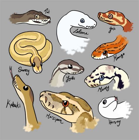 Ball Python Sketch At Explore Collection Of Ball