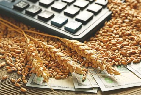 Good News For Farmers Wheat Support Price Up By 78 Per Cent