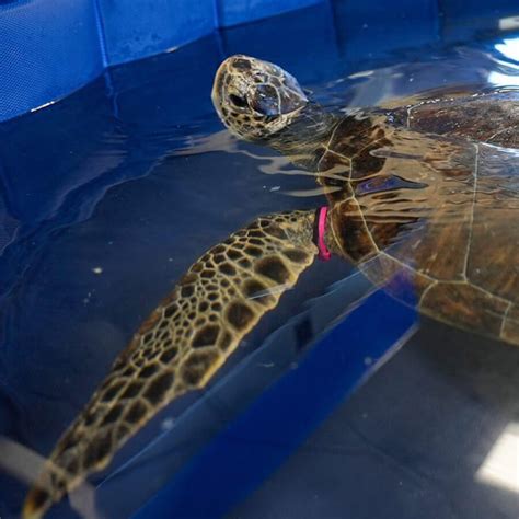 Marine Conservation Efforts The Florida Aquarium