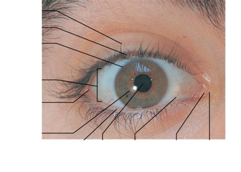 Real Eye Anatomy Diagram Quizlet