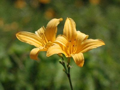 夏の野草52