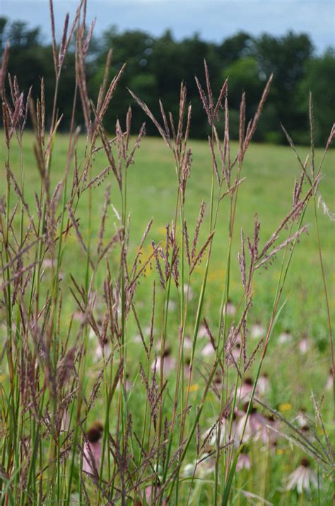 Andropogon Gerardii Big Bluestem Prairie Moon Nursery