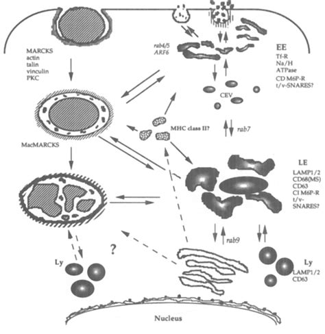 Schematic Representation Of Endocytic And Phagocytic Pathways Of