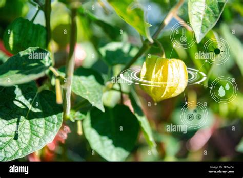 IoT Internet Of Things Modern Agriculture Smart Farming System Concept Internet Technology