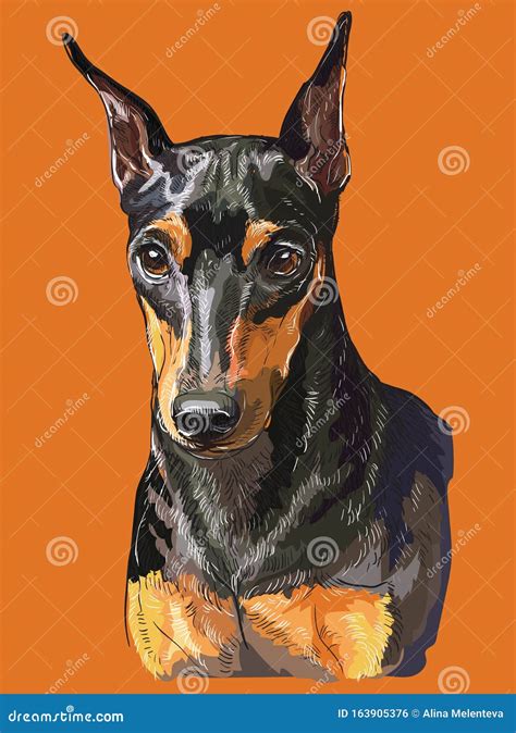 Miniature Pinscher Colorful Vector Hand Drawing Portrait Stock Vector