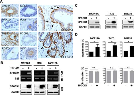 SPOCK1 was a TGF β induced myoepithelial marker and SPOCK1 Download Scientific Diagram