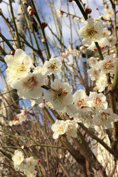 かまがや散歩 散歩で見たもの 2019年 2月下旬 春の訪れ