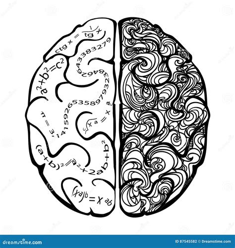 Lateralization Of Brain Function Stock Vector Illustration Of Brainstorm Hippocampus 87545582