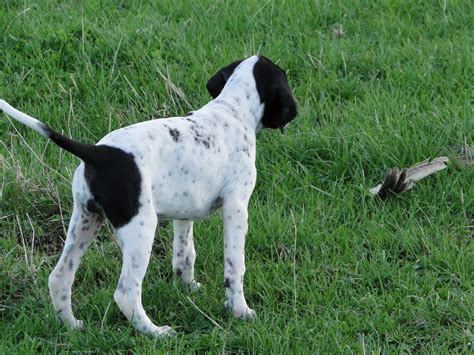 pointer and setter trials