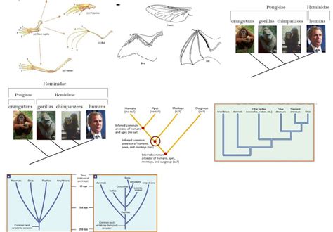Macroevolution Diagram Quizlet