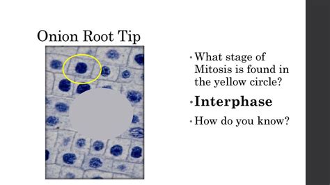 Identifying Stages Of Mitosis Ppt Download