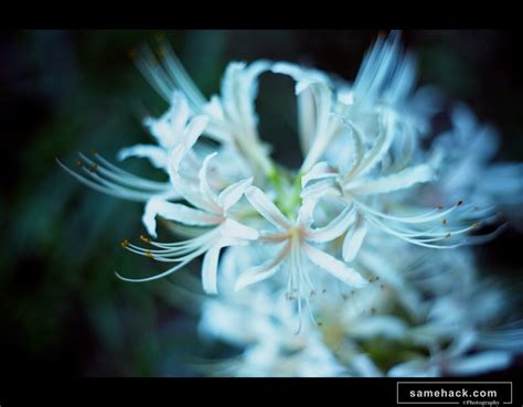 【nginx】413エラーを解消しよう！【ファイルサイズの上限変更】 サメハック