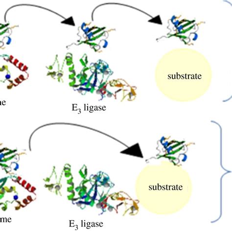 Two Main Classes Of E3 Ligases Hect Ligases Have A C Terminal Domain