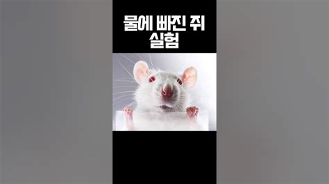 물에 빠진 쥐 실험 Youtube