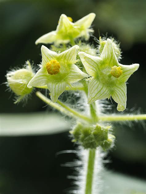 アレチウリ ルーペで見る雑草の花 10 自然観察大学ブログ