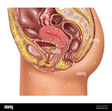 Lanatomie Reproductrice Femelle Illustration Photo Stock Alamy
