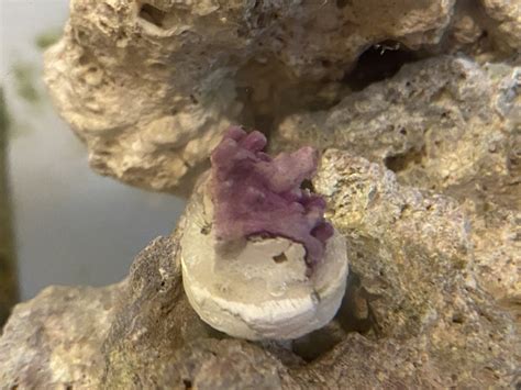 GSP Coral Question Reef2Reef